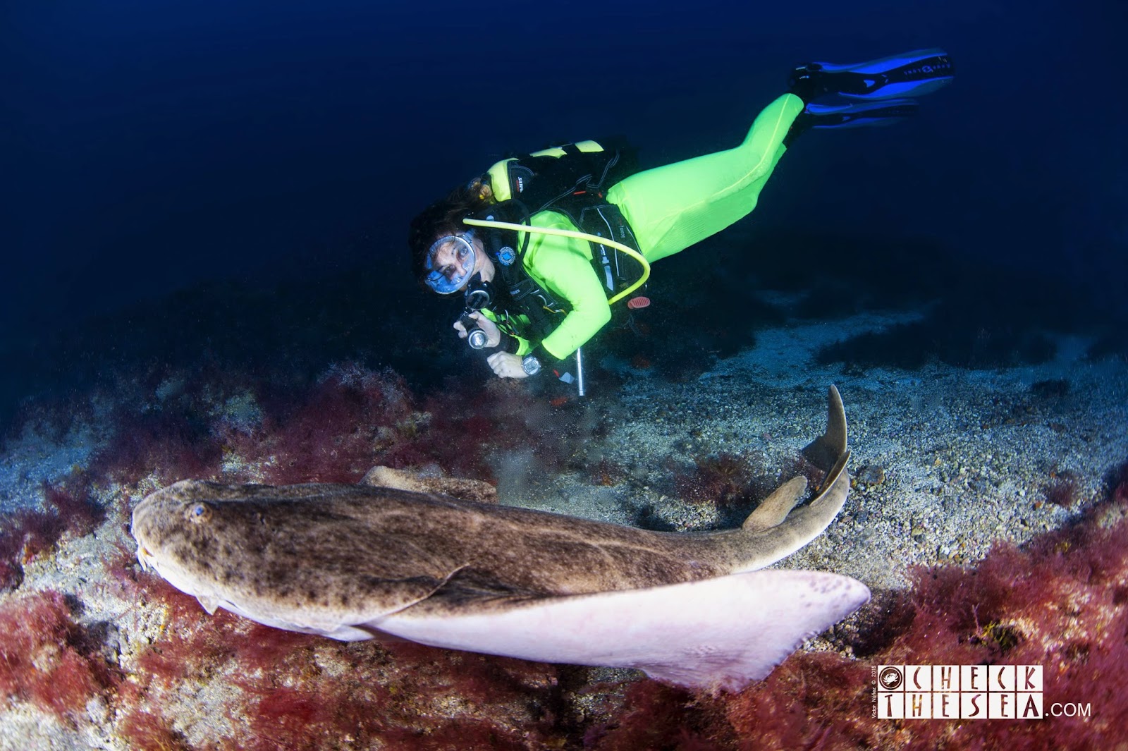 Check the Sea. Web de buceo y fotografía submarina de las Islas ...