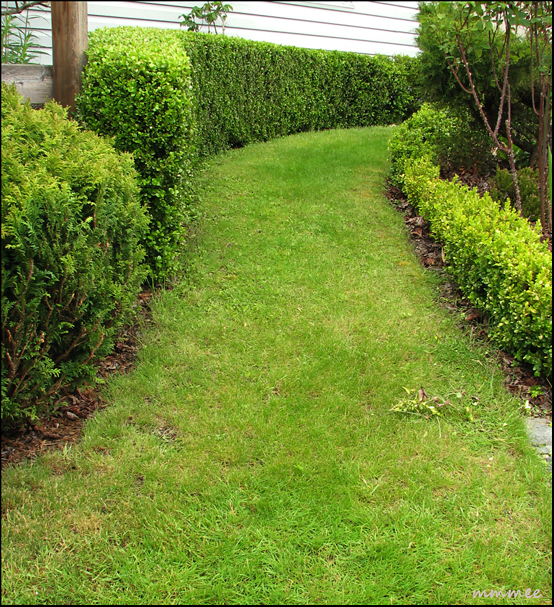 My Garden: May hedging