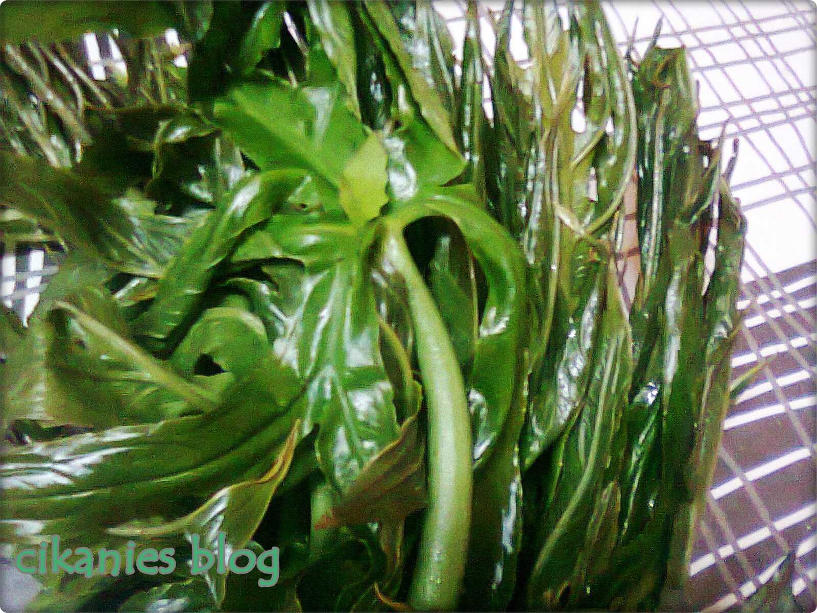 cikanie's blog: Pucuk Geli Geli