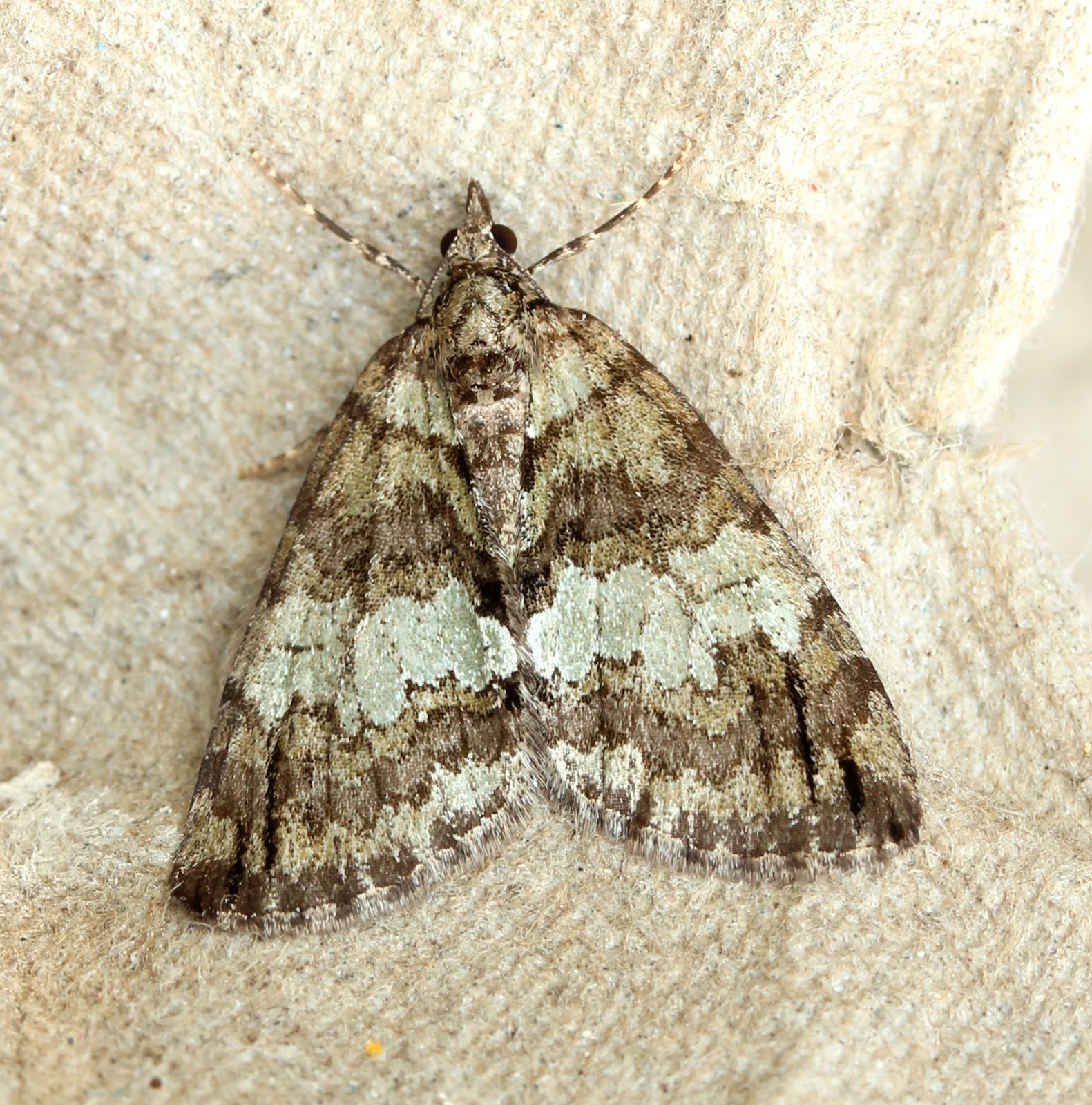 Ceredigion Moths: Satin Lutestring