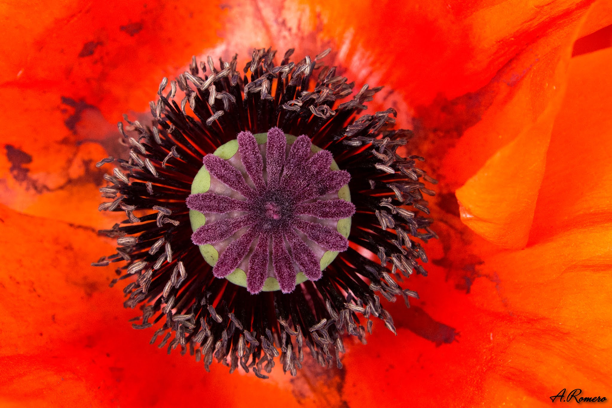 ¿De qué están hechas las flores?