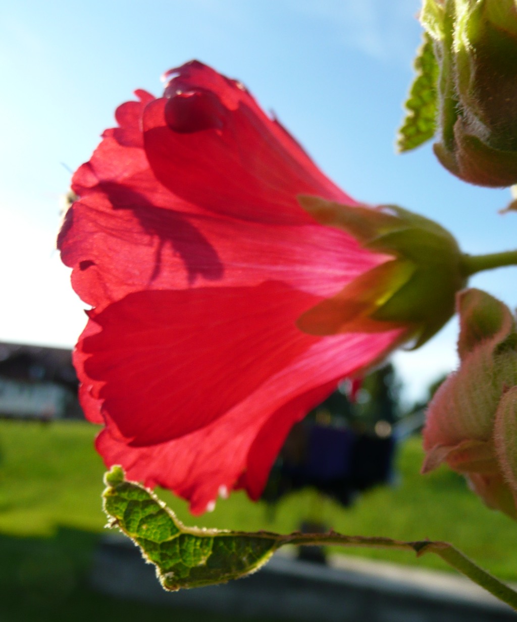 Coniglia bloggt...: Malven