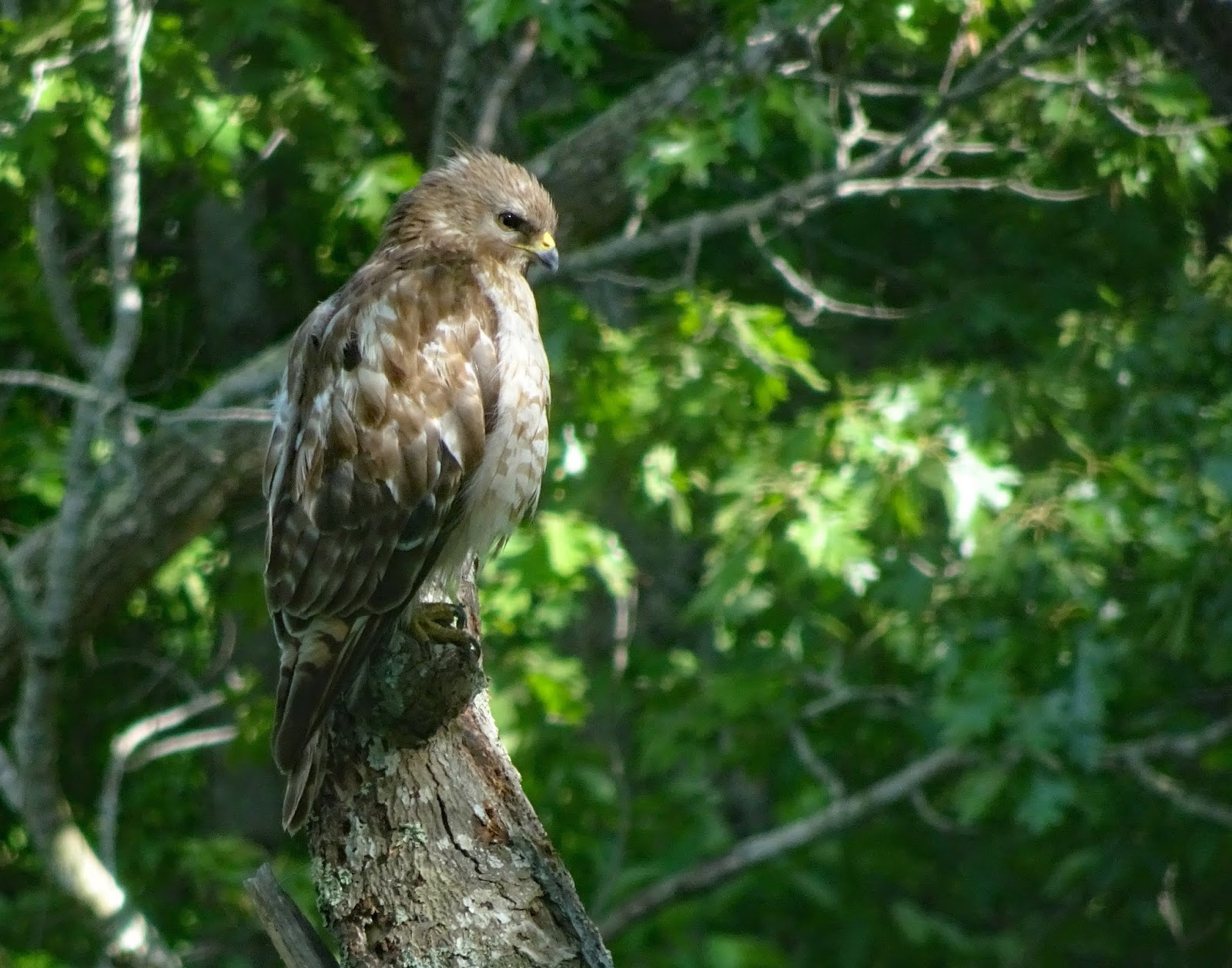 Joe's Retirement Blog: Long and Late Light, Manomet, Plymouth ...