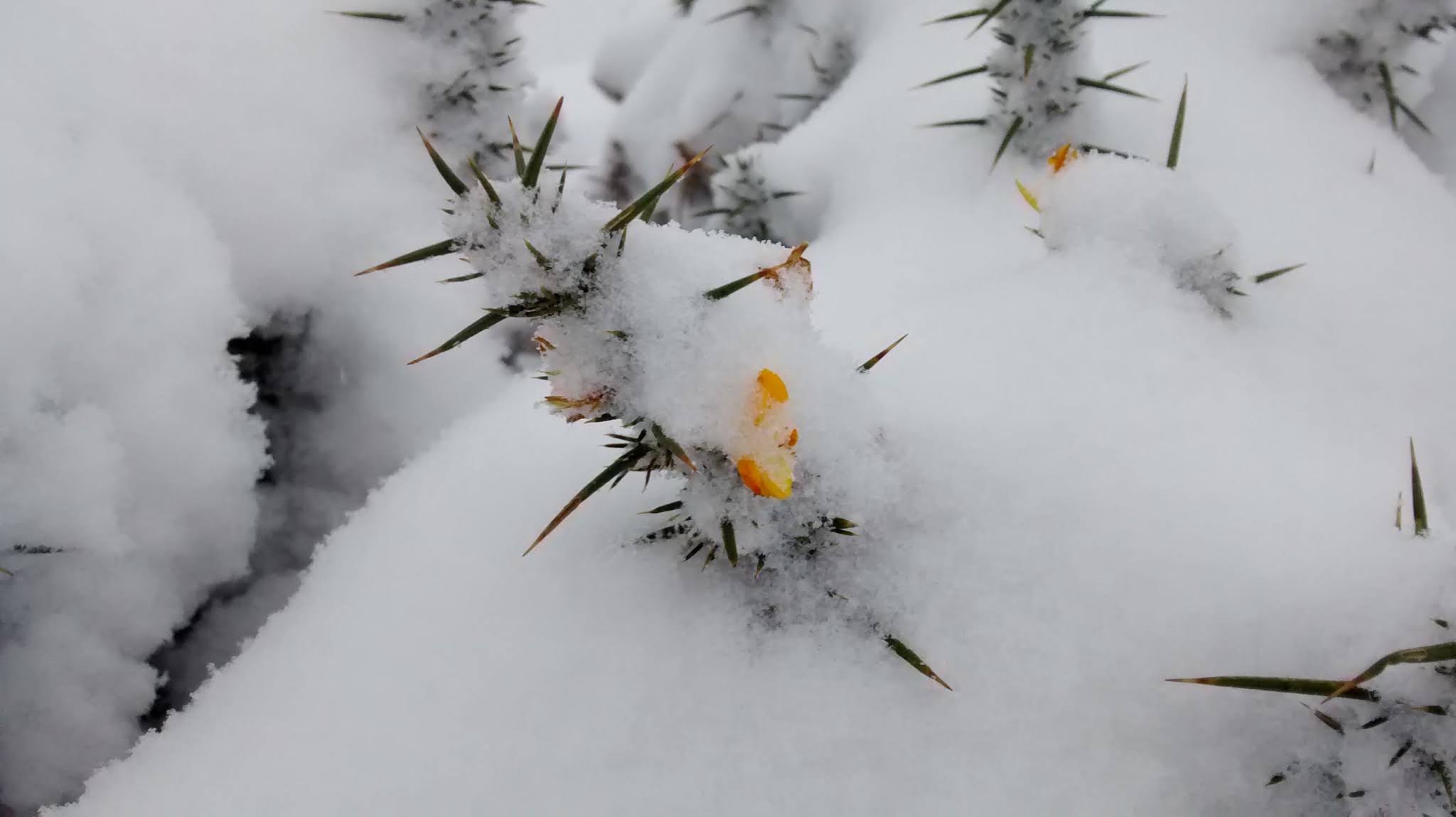 Shropshire Botanical Society: New Year Plant Hunt