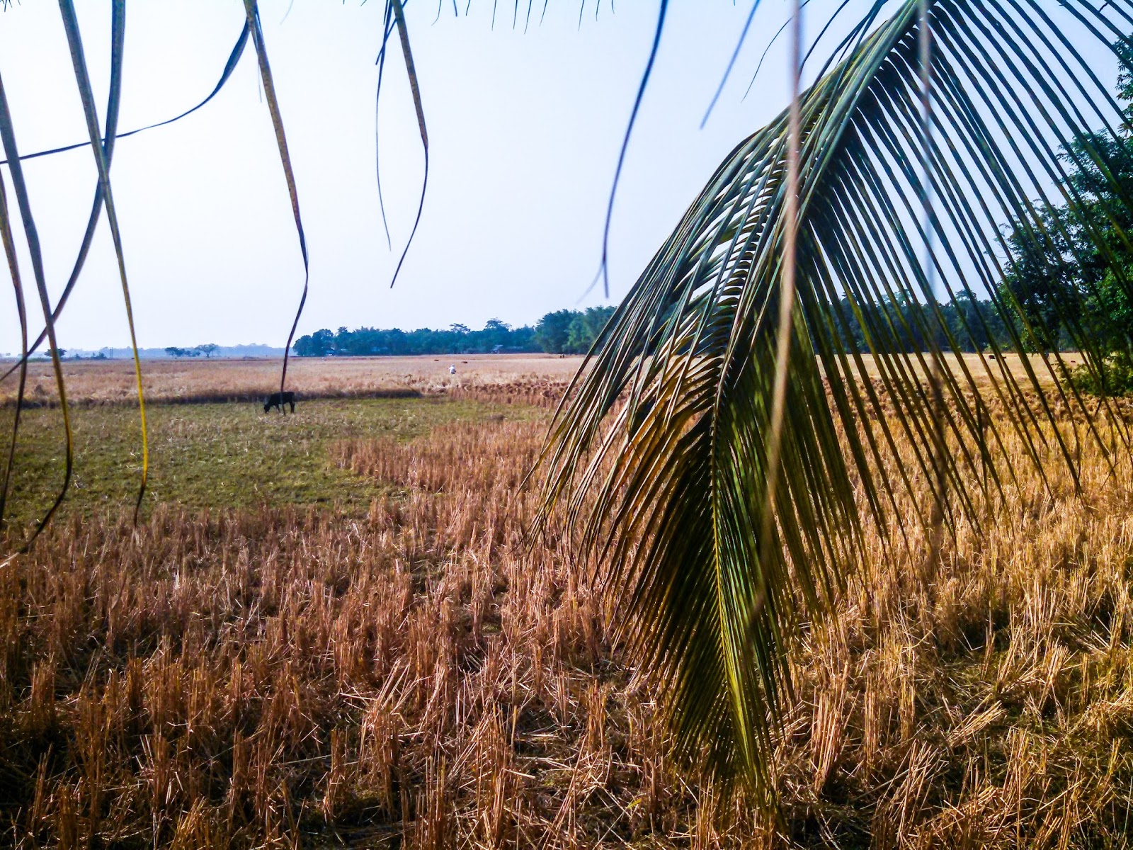 Travel Postcards from Jorhat, Assam - Destiny's Child