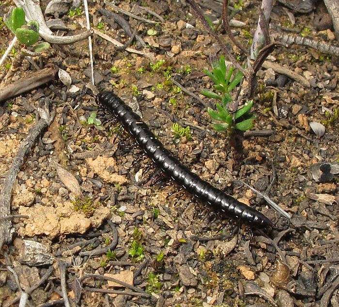 Esperance Fauna: Millipedes - Order Polydesmida