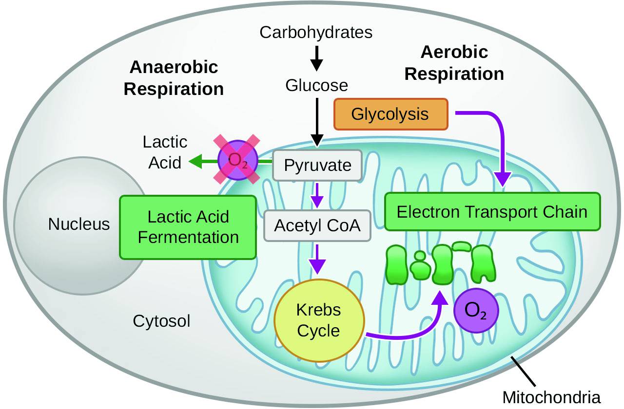 What is Respiration?