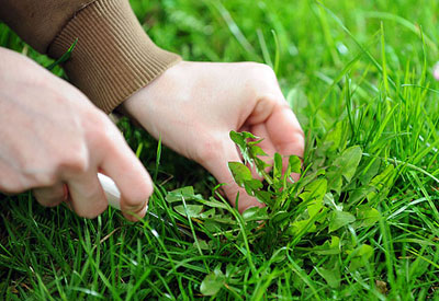 Home and Garden : How To Remove Weeds From The Lawn