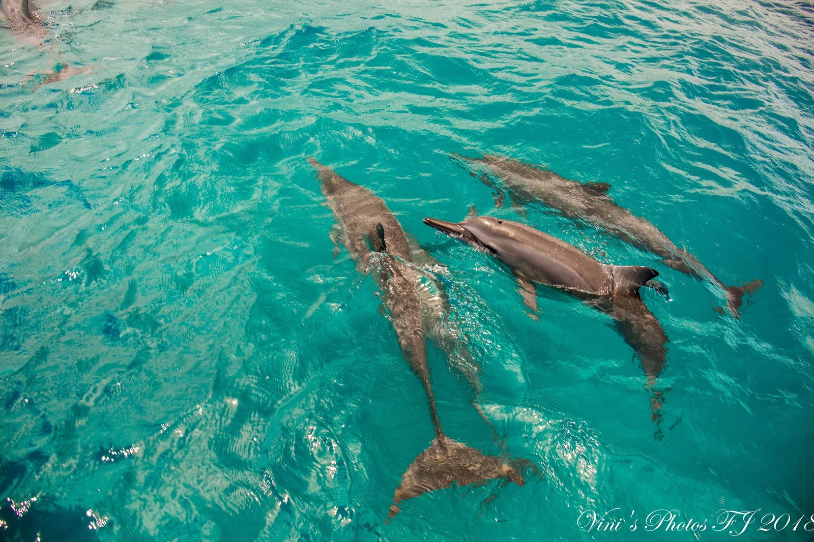 Activities: Dolphin Watching