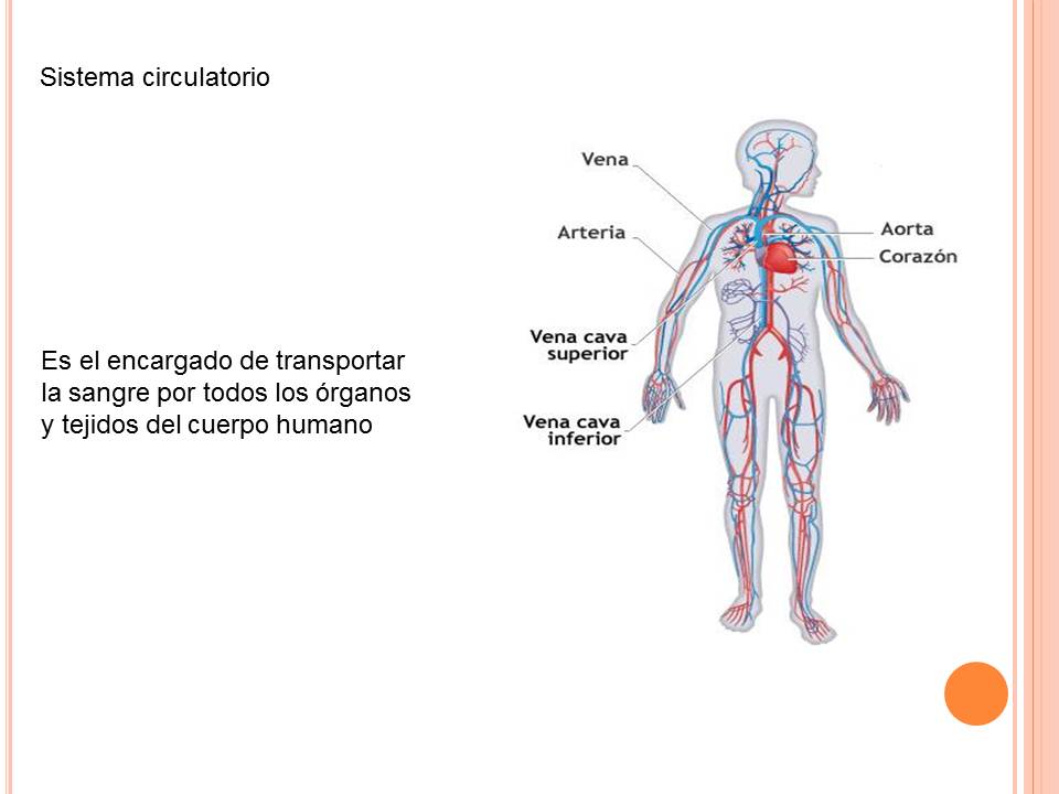 Los Sistemas del Cuerpo Humano: Presentación