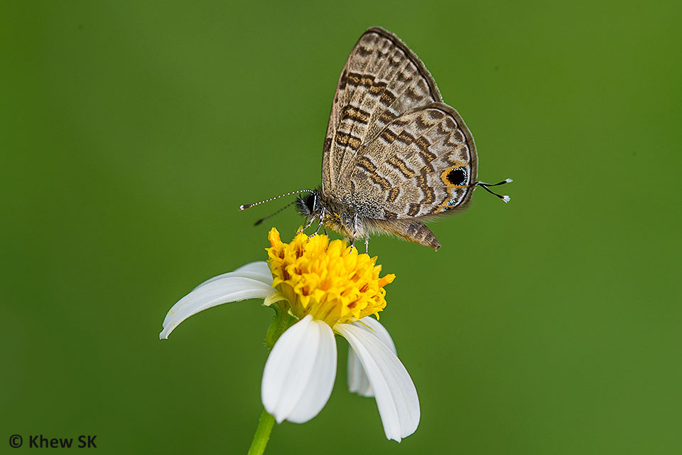 Butterflies of Singapore: Favourite Nectaring Plants #7
