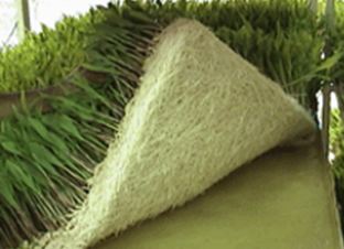 Farming Innovation, Aquaponics, Hydroponics and Sustainable Food ...