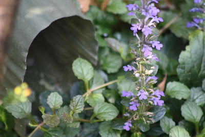 Roses and Other Gardening Joys: The Secret to Growing Ajuga in Texas