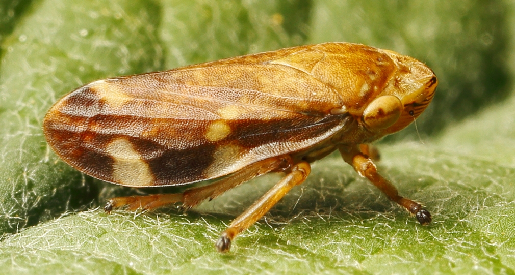 JJ's Photographic nature blog: Hedge and Frog-hoppers...