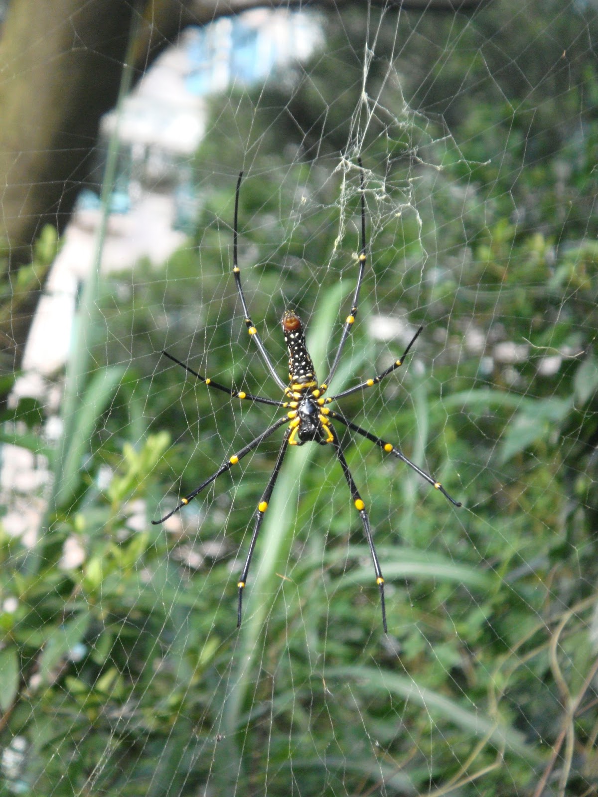 Supersupergirl's creature world: Scary huge 4 inch spider with a face