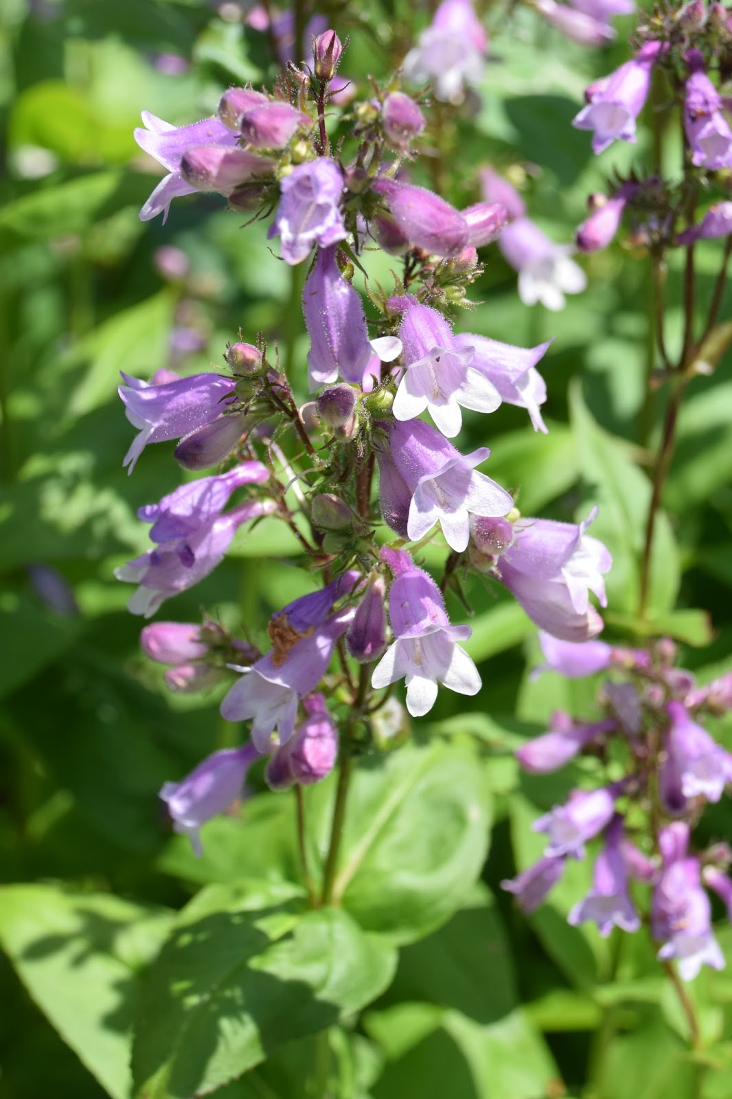 Using Georgia Native Plants: Pleasing Penstemon