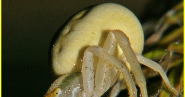 Borelioza - Barbara Plucinska - choroba z LYME: SM czy neuroborelioza ...