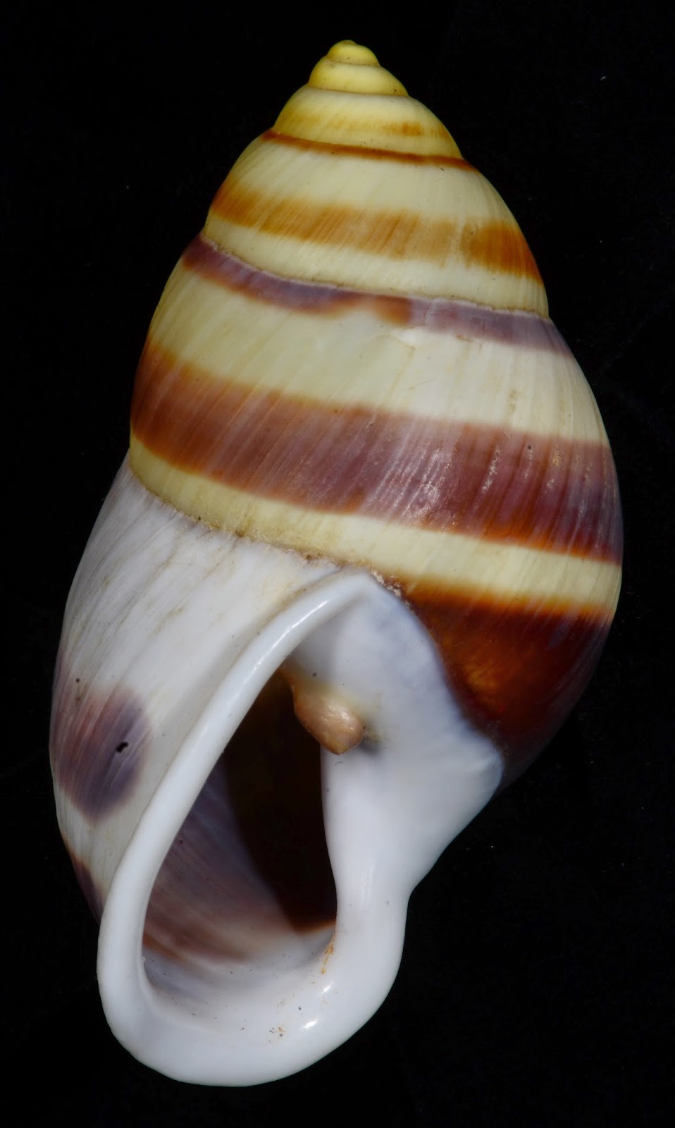 Dr. Lee's Gallery Museum: Amphidromus heerianus robustus 50.20mm ...