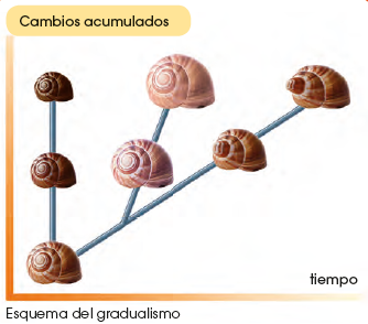 El gradualismo | Tu Tarea Gratis