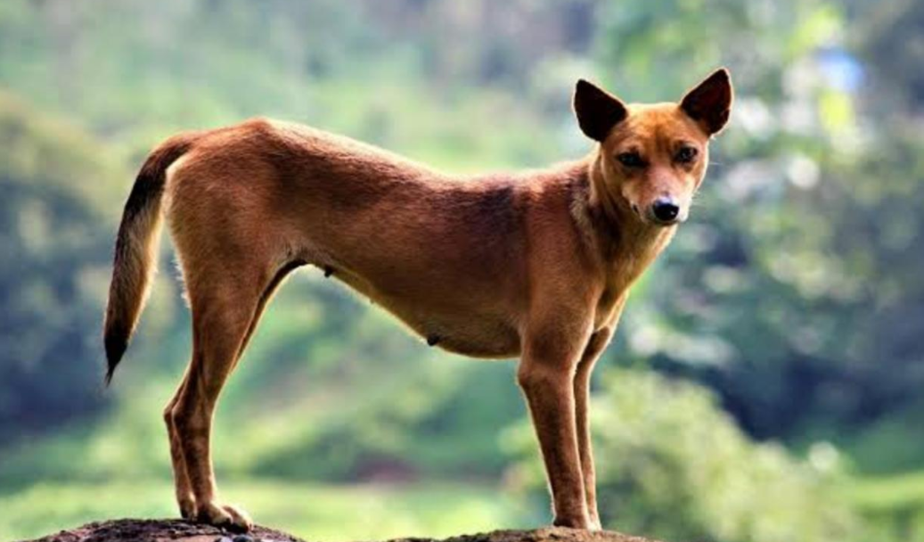 Apa arti kata segawon atau sigawon - Elinotes review