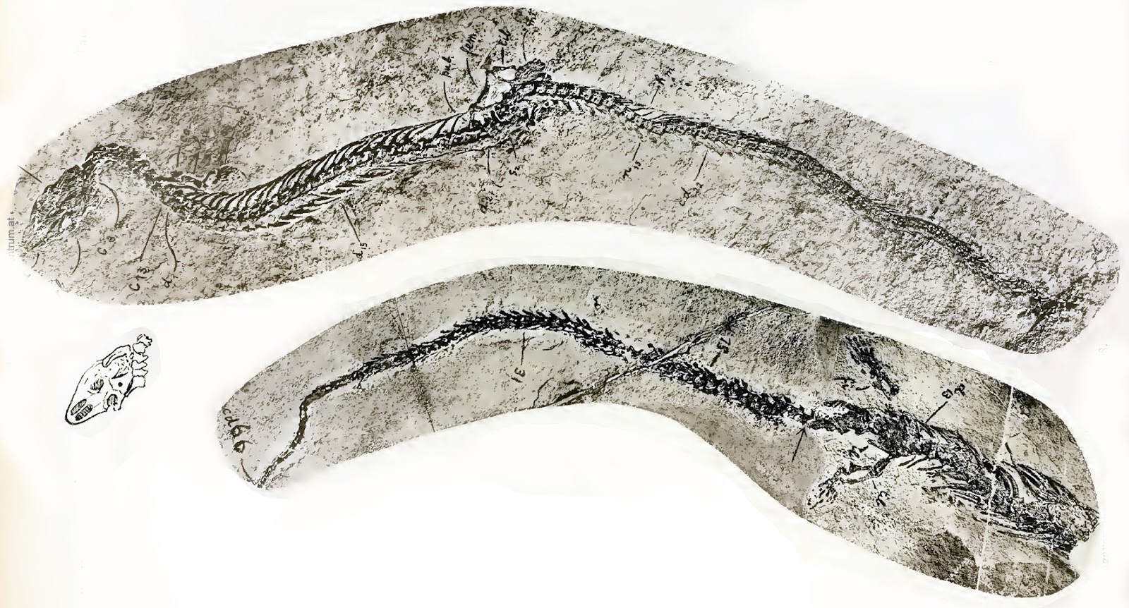 Prehistoric Beasts: 四腳蛇之謎