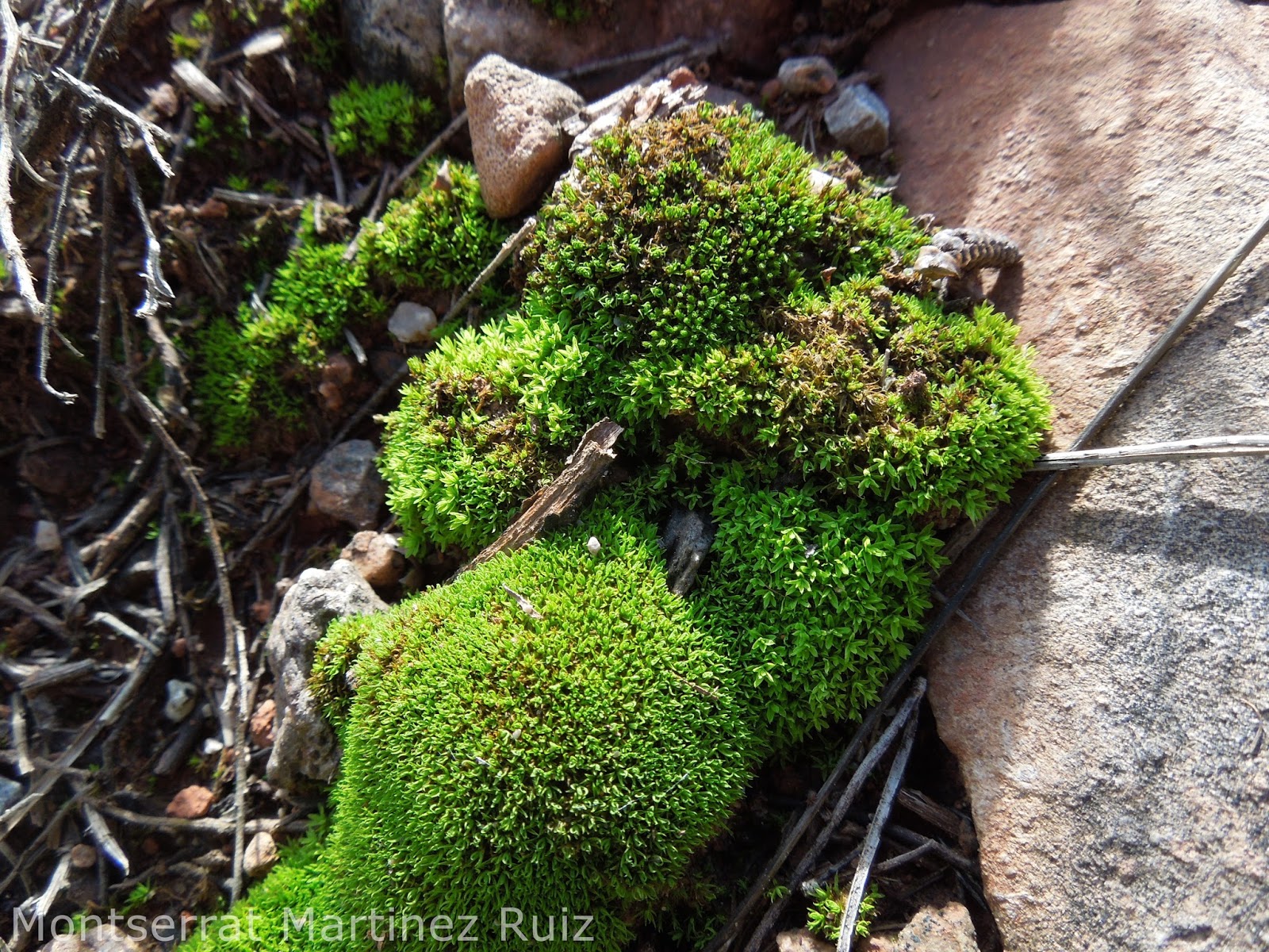 El fascinante mundo de los MUSGOS - BOTÀNIC SERRAT