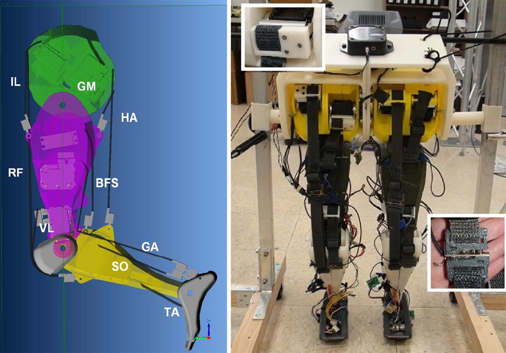 LinkNotes: Biologically Accurate Walking Robot Legs