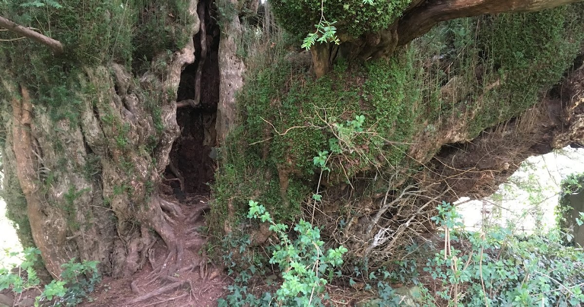 The History Girls: The Defynnog Yew, a remarkable tree! by Katherine ...