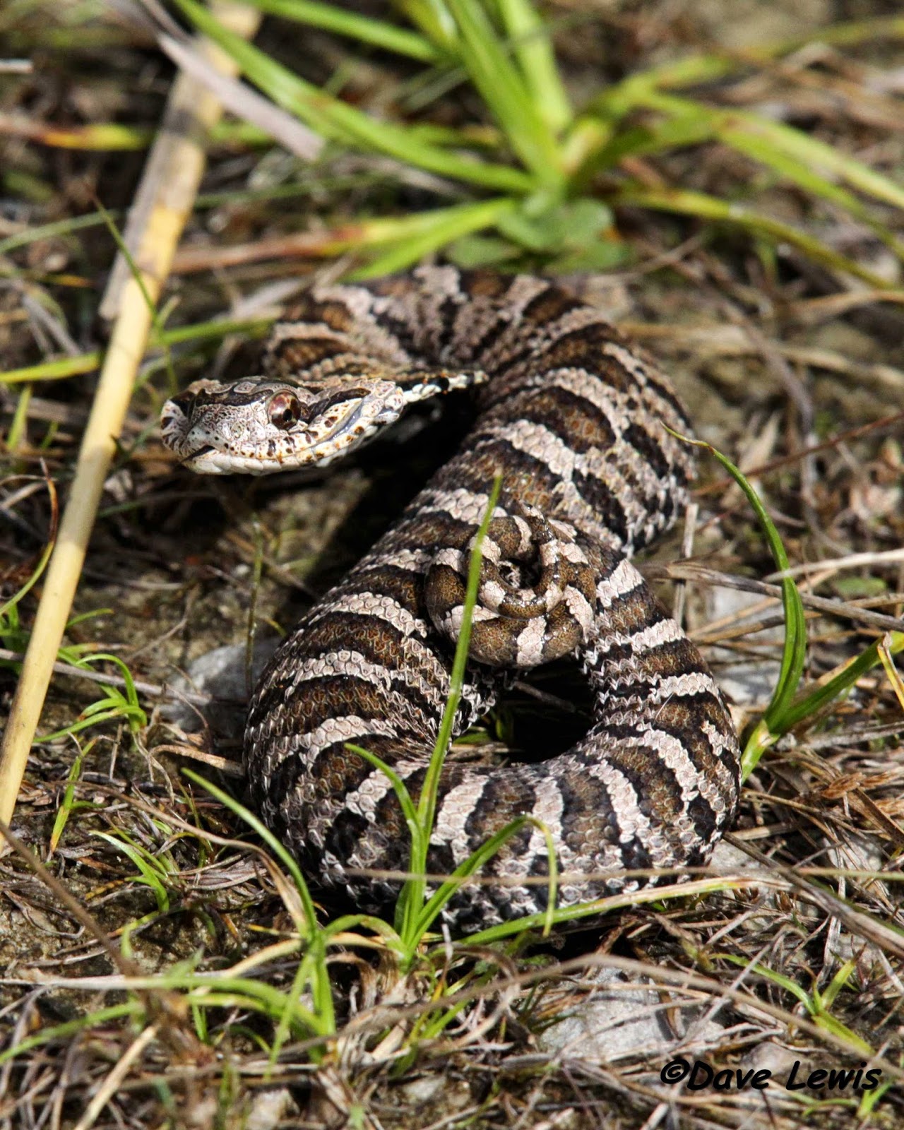 Birds from Behind : 05 October 2014