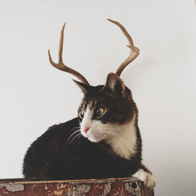 brooklyn to west – visual diary | Lily