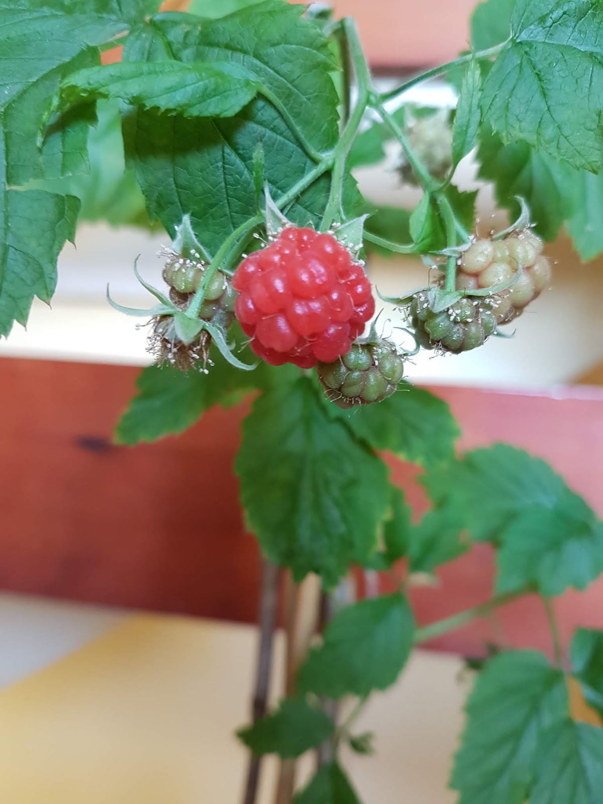 La ventanita de 4º B: A la rica frambuesa