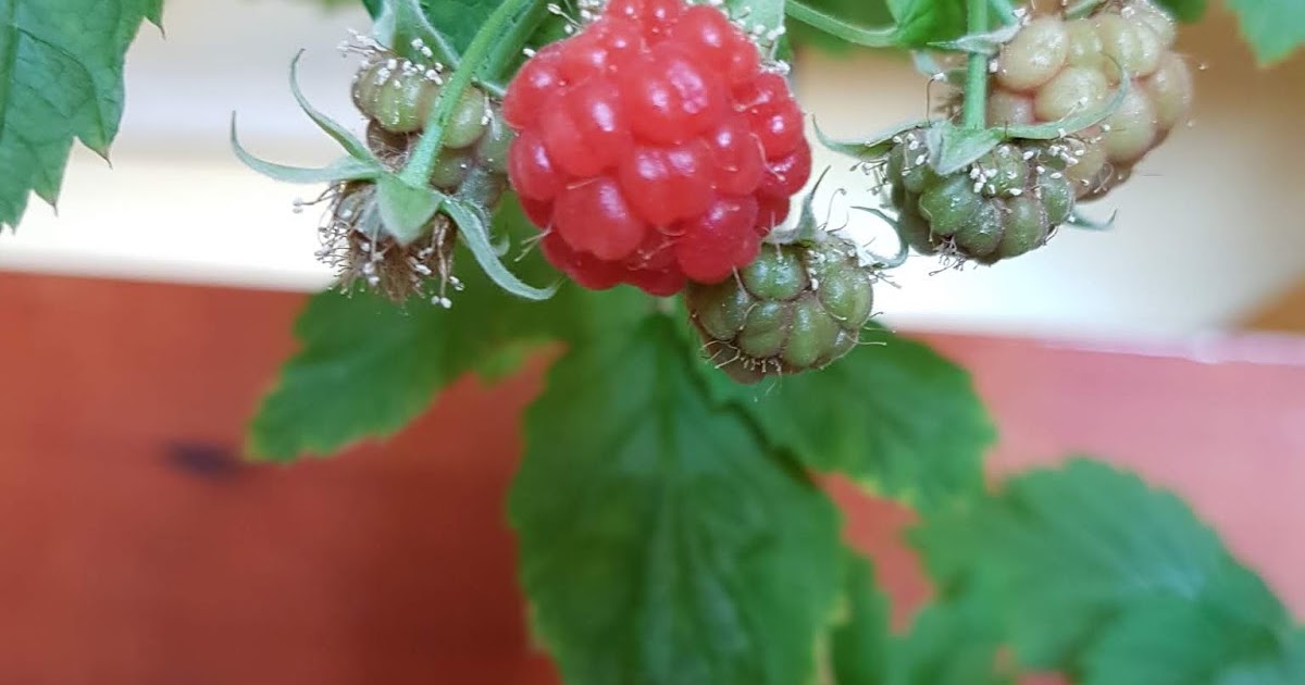 La ventanita de 4º B: A la rica frambuesa