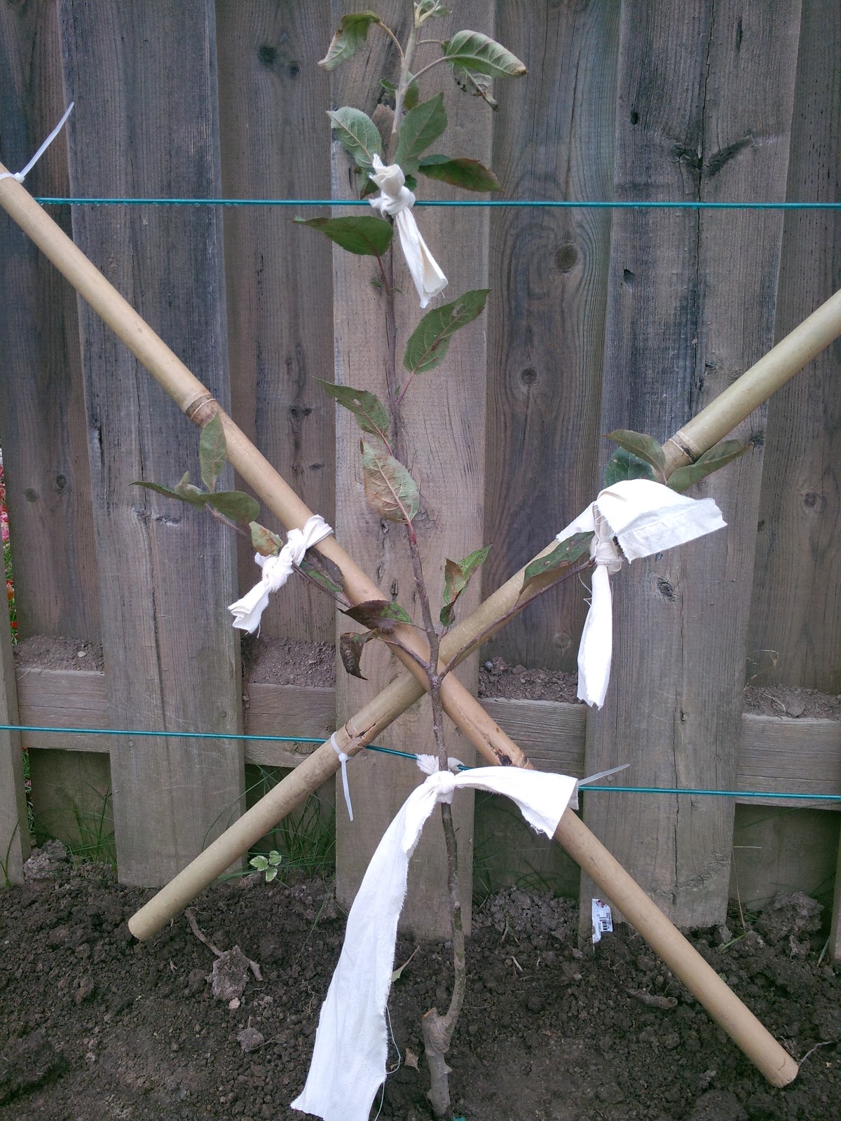 House of Frost: Tree Tying