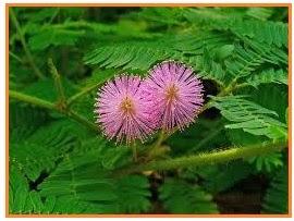 BIOLOGI GONZAGA: BAB 1 CIRI CIRI MAHKLUK HIDUP KELAS 6 SD