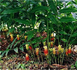 Khasiat & Manfaat Tanaman Bangle Bagi Kesehatan ~ BARIS