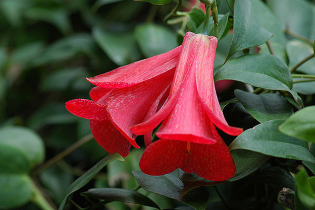 Fernando Ruz: Rayén Quitral - El copihue rojo