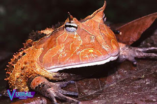 Pengertian, Ciri Ciri Dan Contoh Hewan Amfibi (Amphibia) - Vuiral