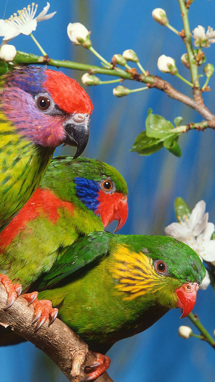 Happy APPS: Parrot Live Wallpaper