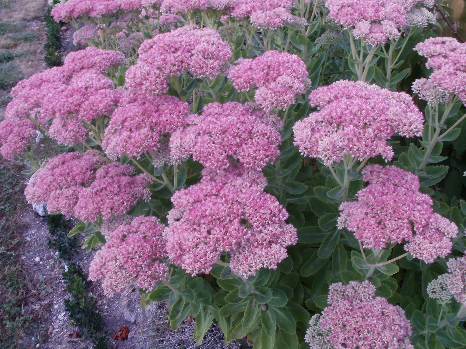 Le jardin de marie en charentemaritime: bouture de sedum spectabile