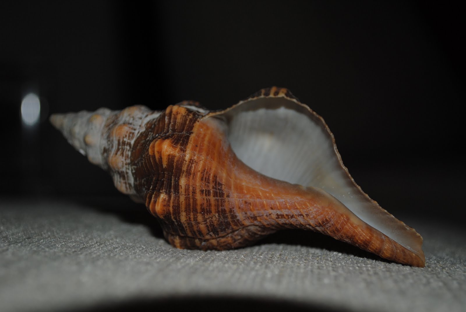 Capt. Brian's Observations On The Water: Horse Conch