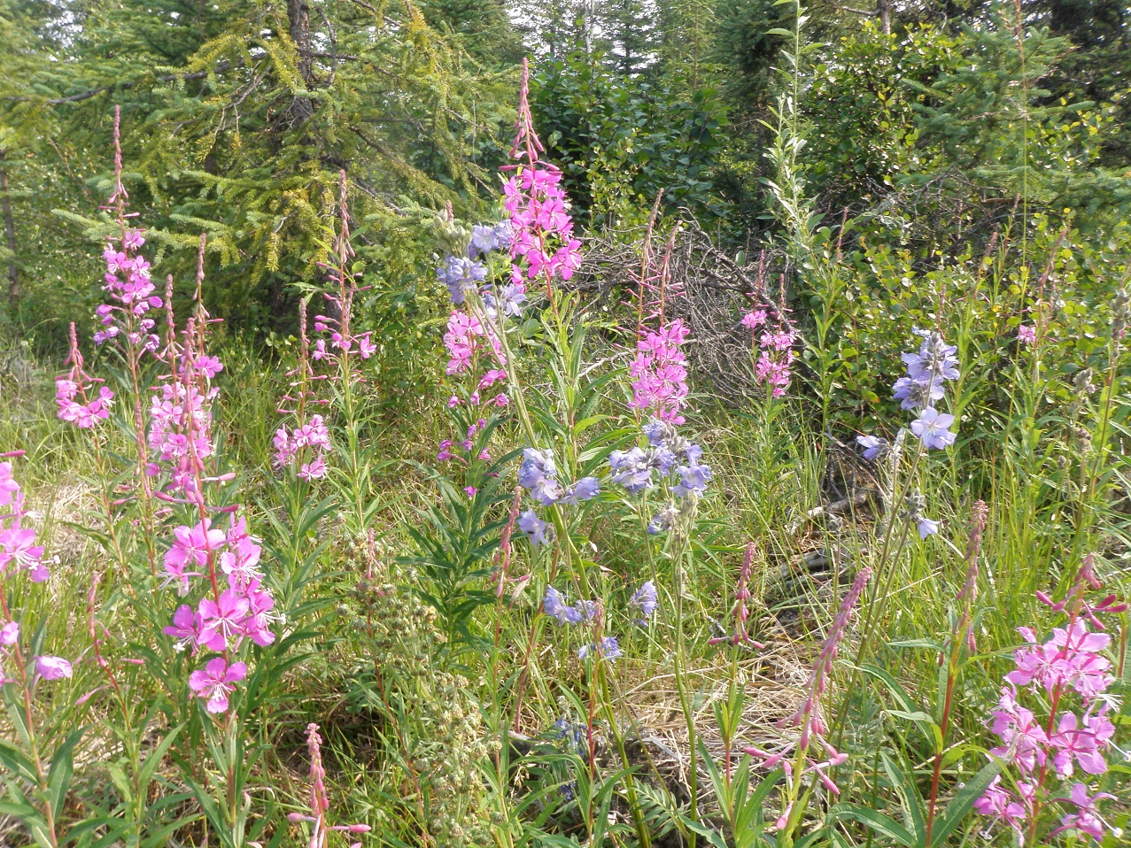 From the Silicon to the Tanana Valley: Fireweed! Fireweed! Fireweed!