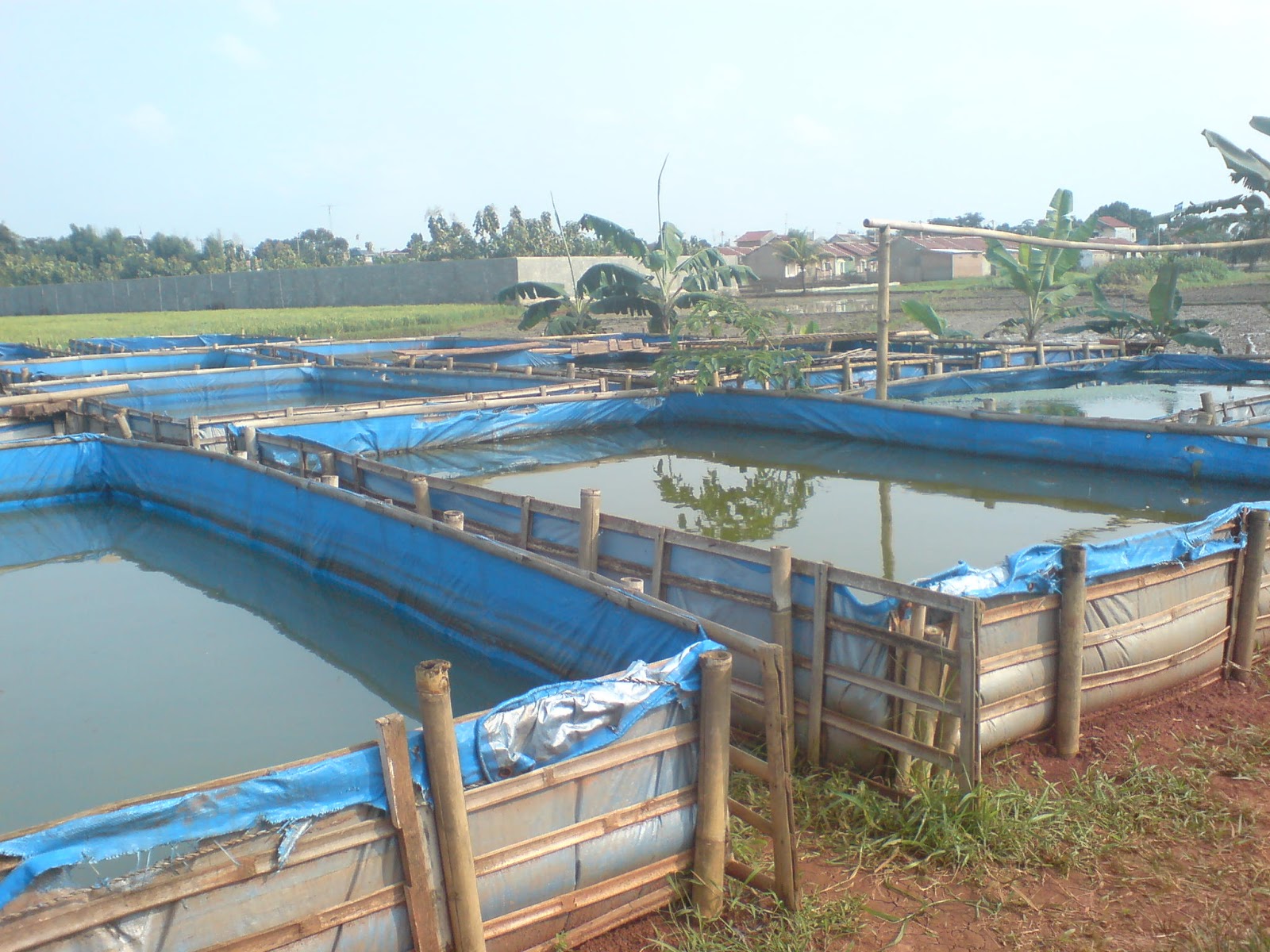 KONSULTASI BUDIDAYA IKAN LELE MODERN: TERNAK LELE MODERN