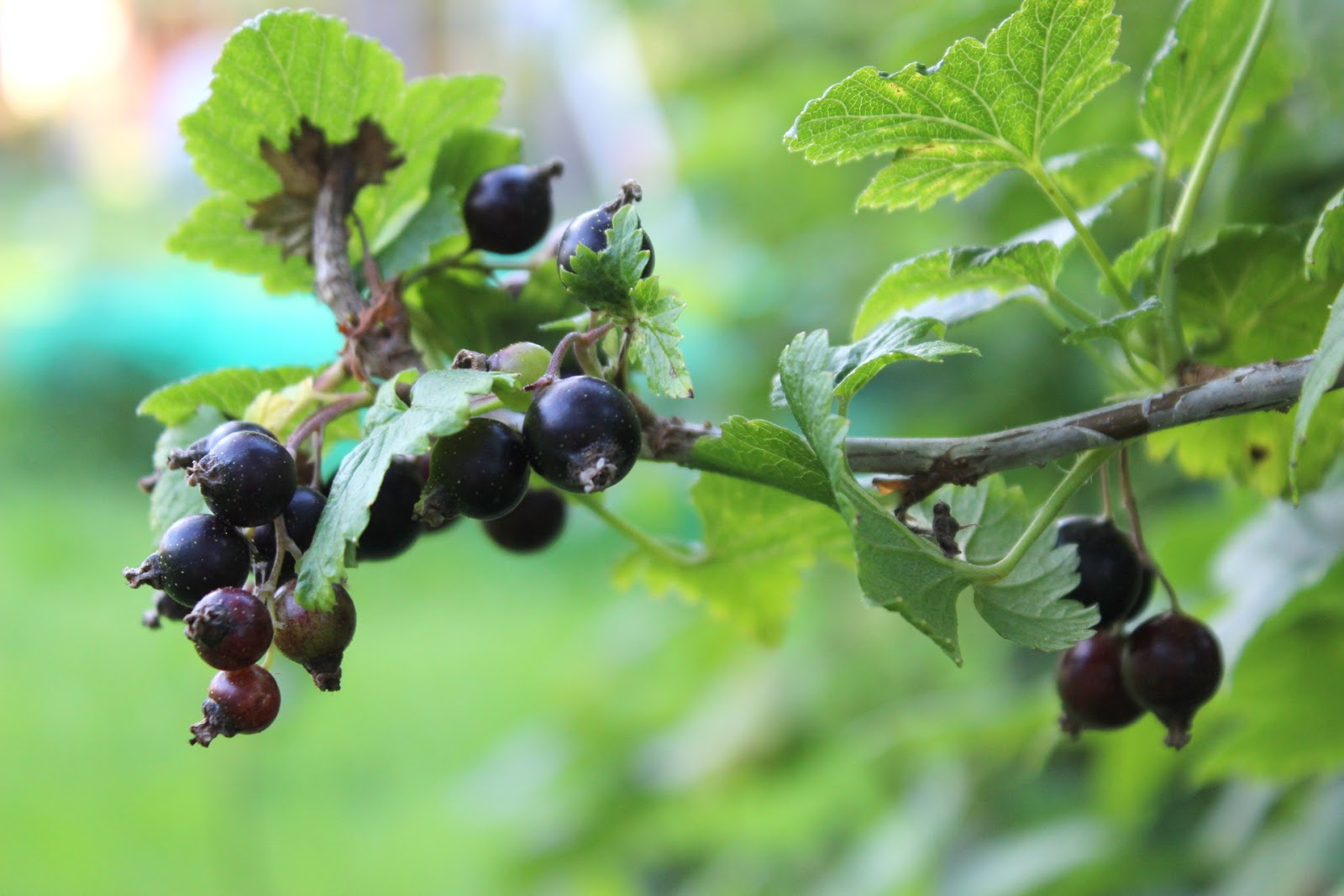 Vinttikissa: elokuuta 2015