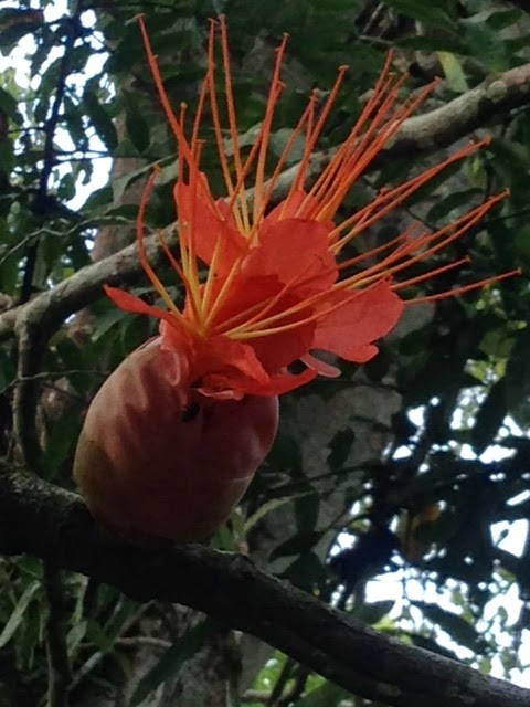 Fauna y Flora de Panamá: Summit Garden