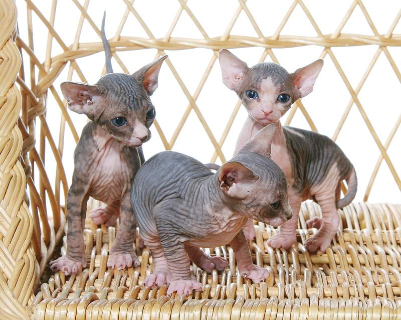 Animales de Compañía: GATO ESFINGE (SPHYNX)