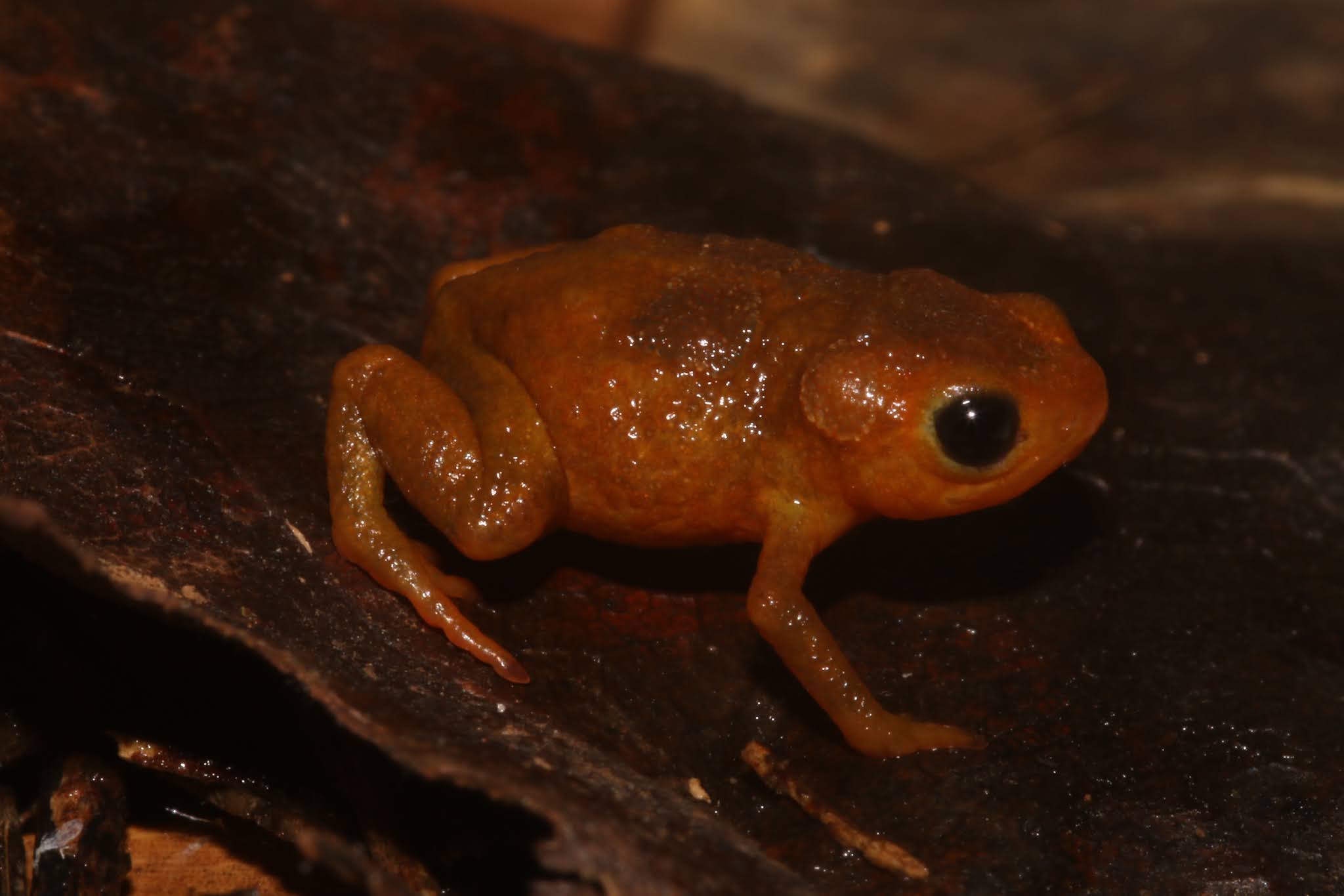 Species New to Science: [Herpetology • 2021] Brachycephalus ibitinga ...