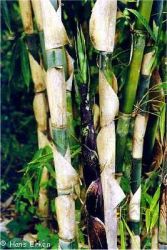 BEBERAPA JENIS BAMBU YANG ADA DI INDONESIA | Tips Petani