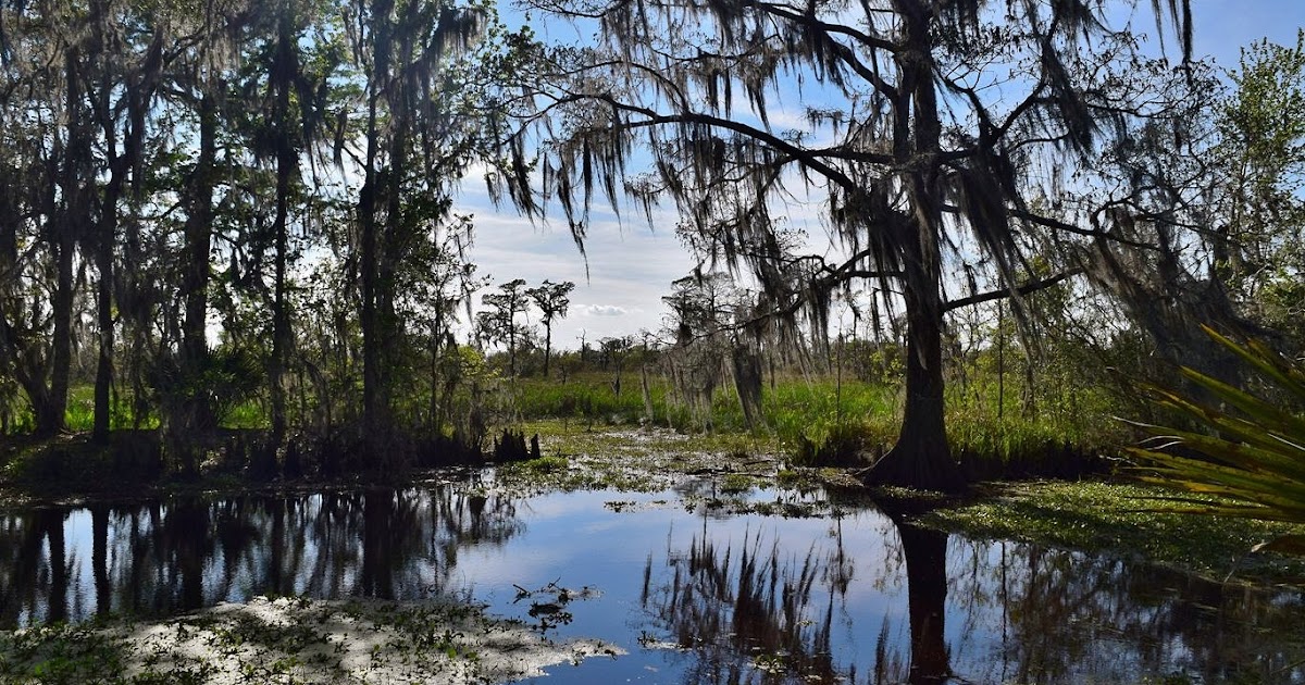 Waterfall Hero Hikes: Barataria Preserve