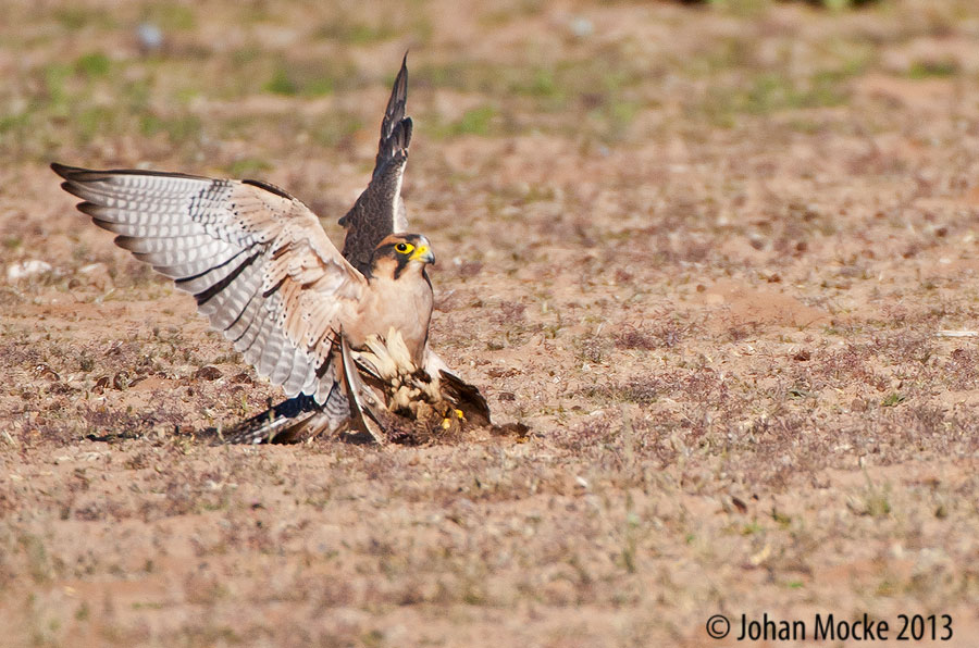 Johan Mocke Photography: Kgalagadi (2) Birds