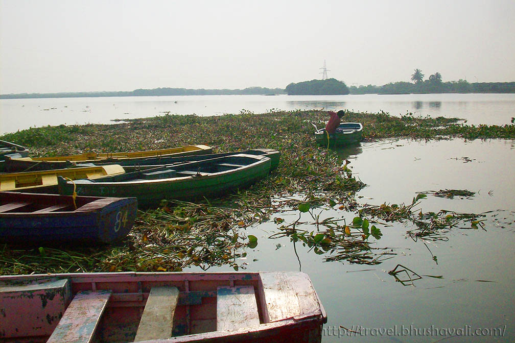 Pichavaram Mangrove (Cuddalore - Tamil Nadu) | My Travelogue - Indian ...